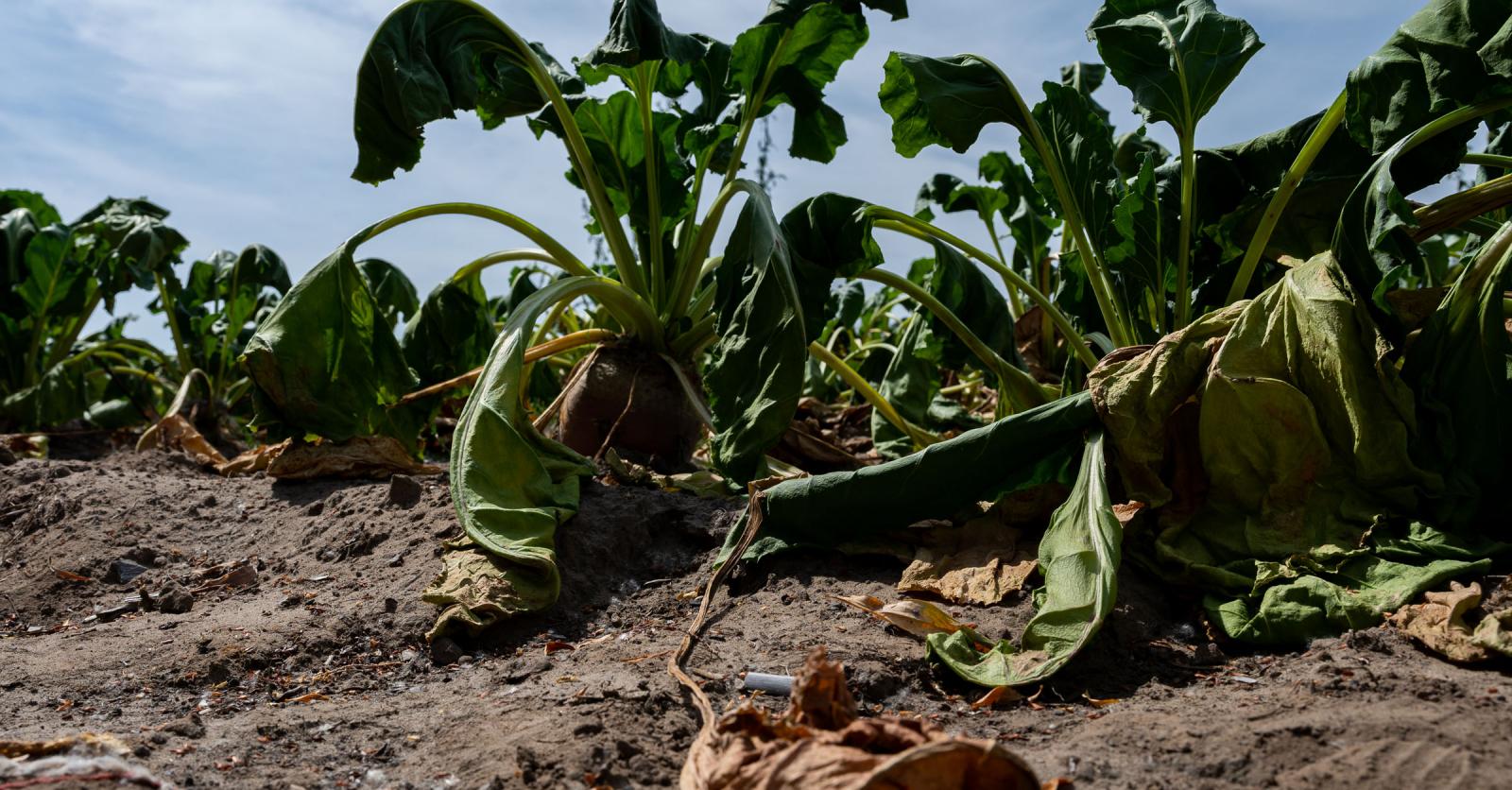 Natuurpunt: 'Een ander waterpeilbeheer is nodig in strijd tegen droogte'