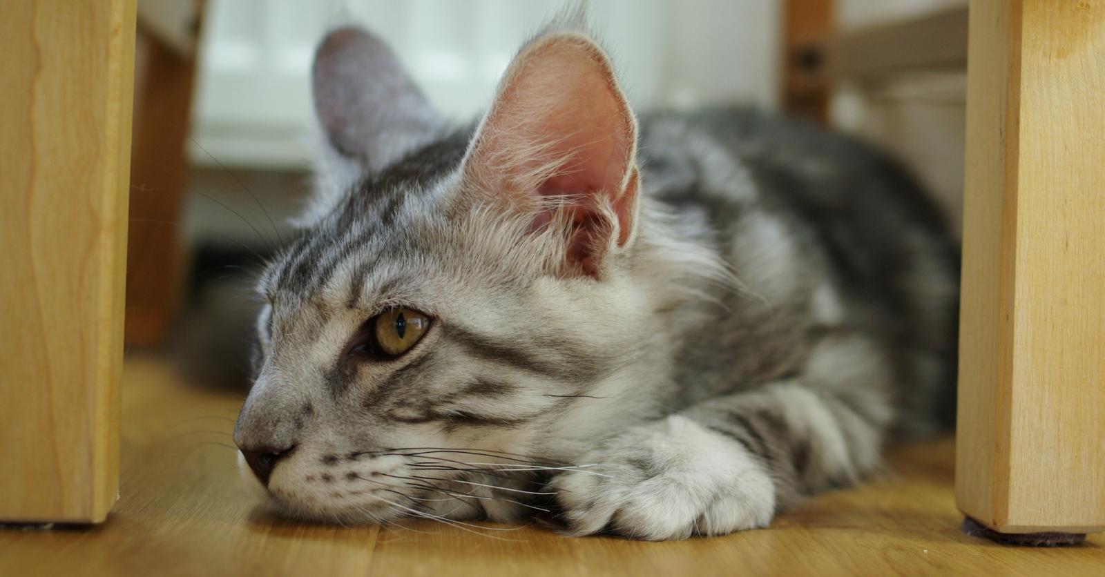 Cette nouvelle application détecte la douleur de votre chat