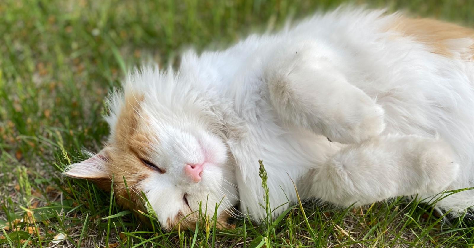 15 tips om je kat koel te houden met dit warme weer