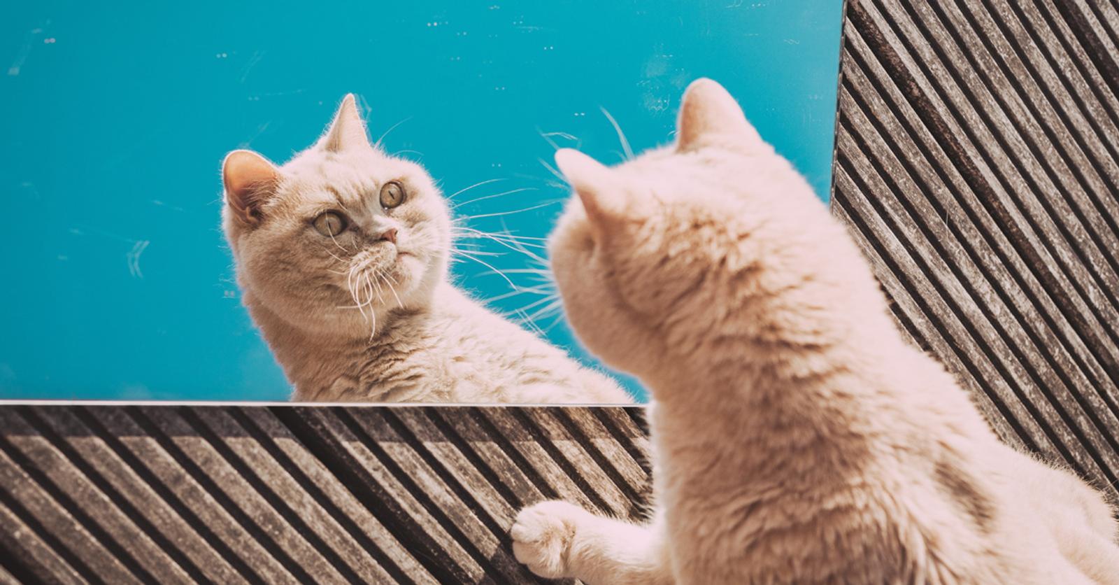 11 verrassende weetjes die je nog niet wist over je kat