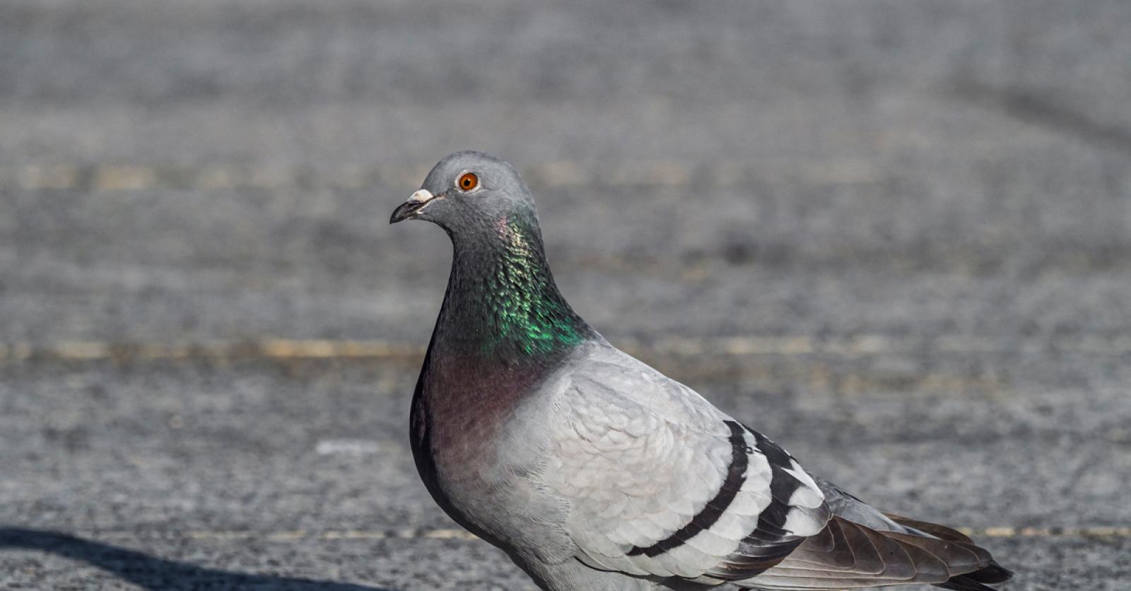 Beestenboel: per half miljoen mensen zouden er in onze steden 12.000 ...