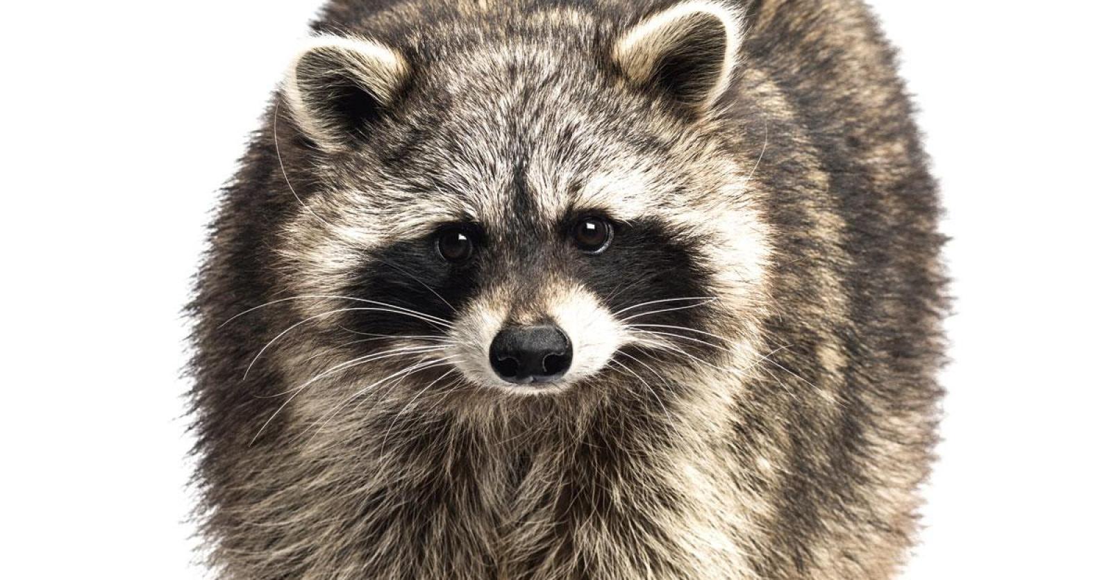 Dirk Draulans' Beestenboel: waarom de wasbeer waarschijnlijk niet wast