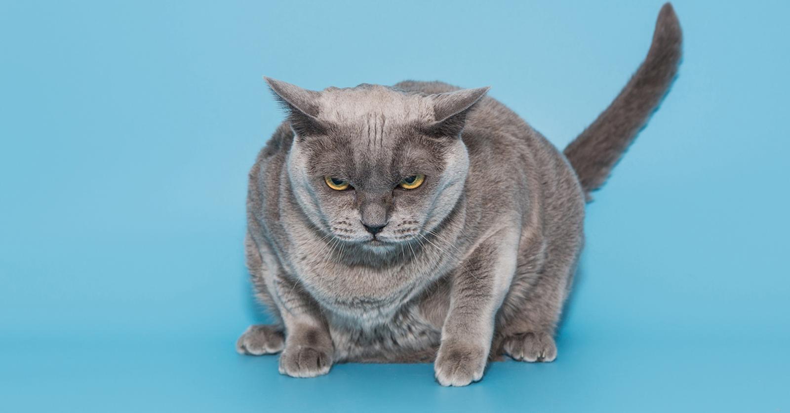 Tips om te voorkomen dat je hond of kat te dik wordt