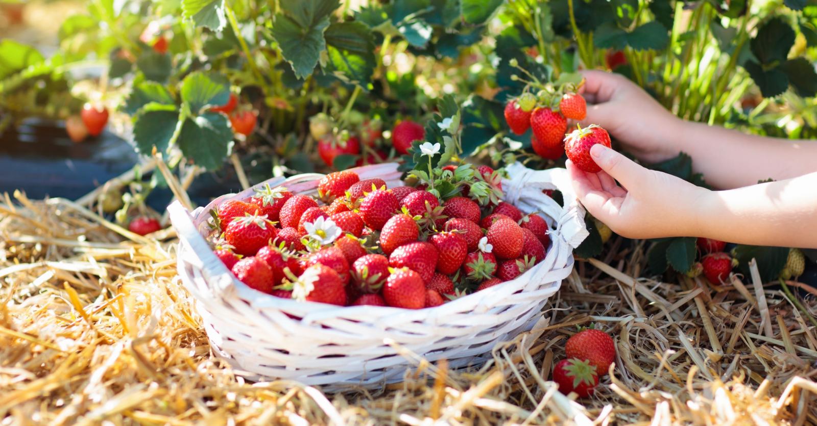 Aardbeien uit de tuin: planten, oogsten en opeten - Libelle