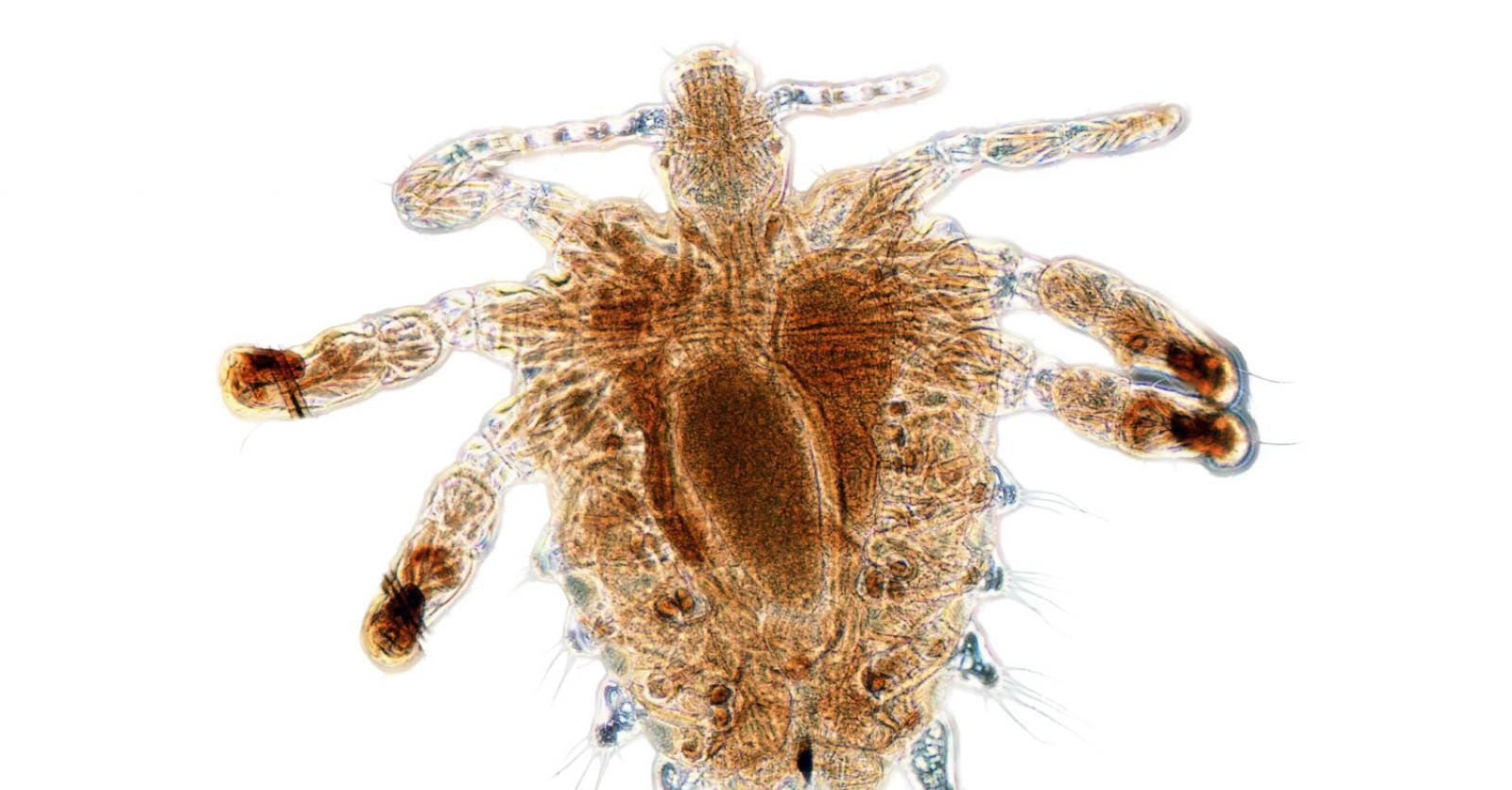 Dirk Draulans’ Beestenboel: officieel is er slechts één waarneming van ...