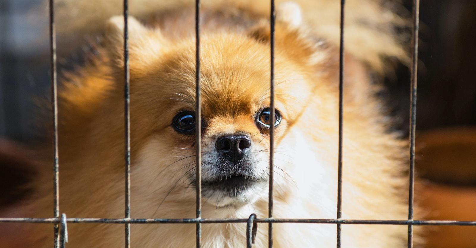 5 tips voor wie een dier uit het asiel wil adopteren