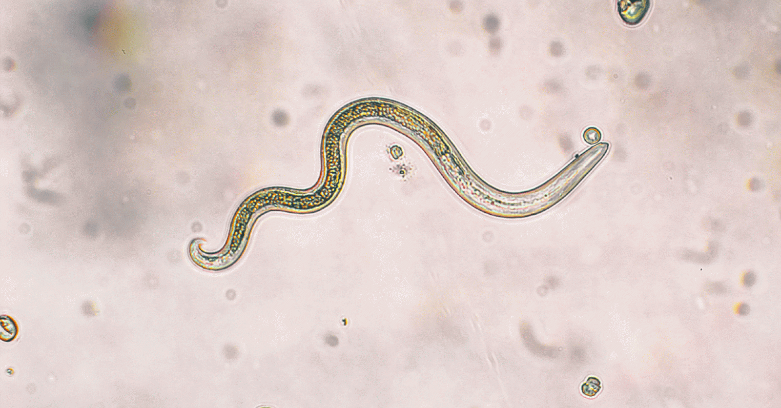 Dirk Draulans' Beestenboel: er hangt elektriciteit tussen parasitaire ...