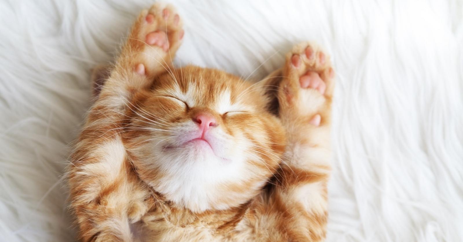 Waarom je zo gelukkig wordt van een kat in huis - Libelle Waarom je zo gelukkig wordt van een kat in huis - Libelle