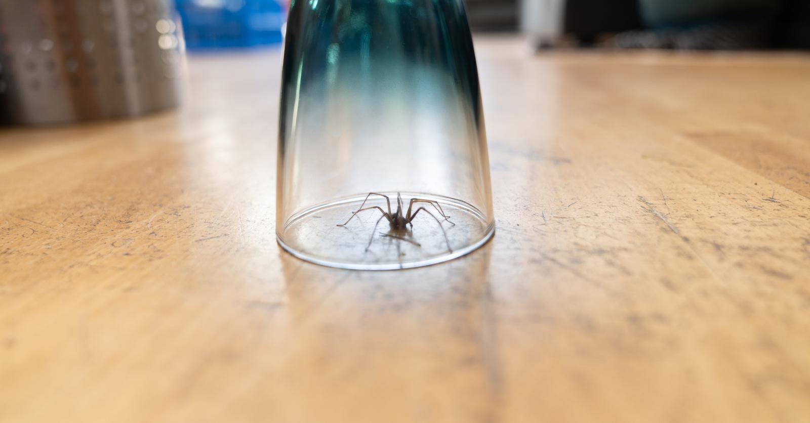 5 natuurlijke manieren om spinnen buiten te houden - Libelle
