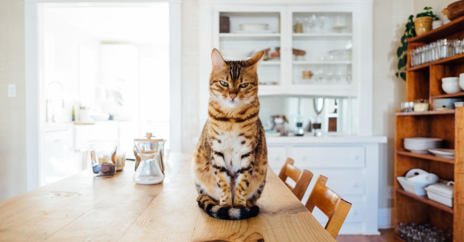 Zo weet je of je kat écht gelukkig is