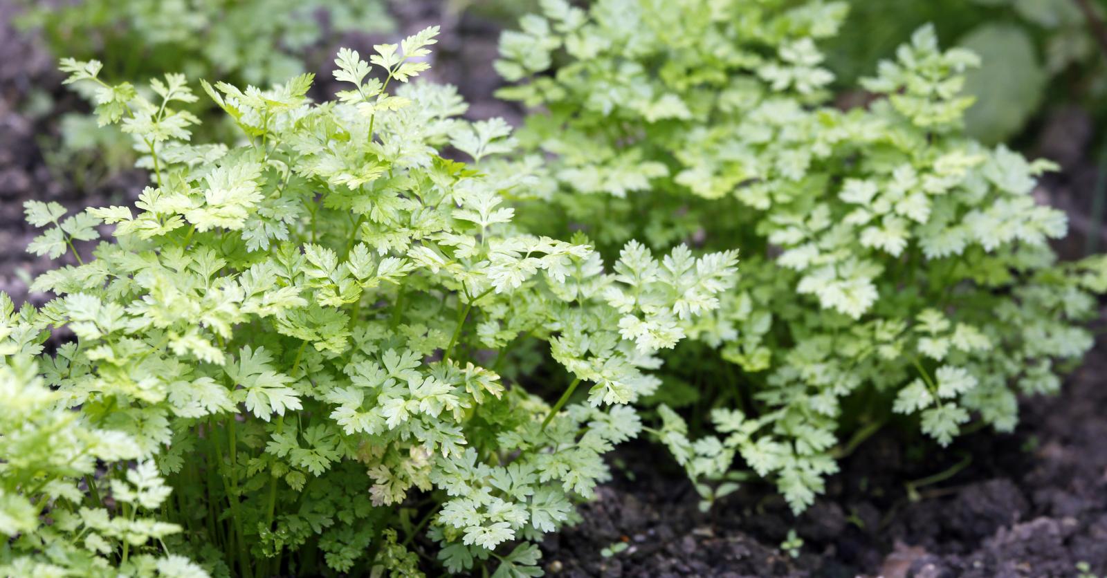 Kervel zaaien: zo doe je dat! - Libelle