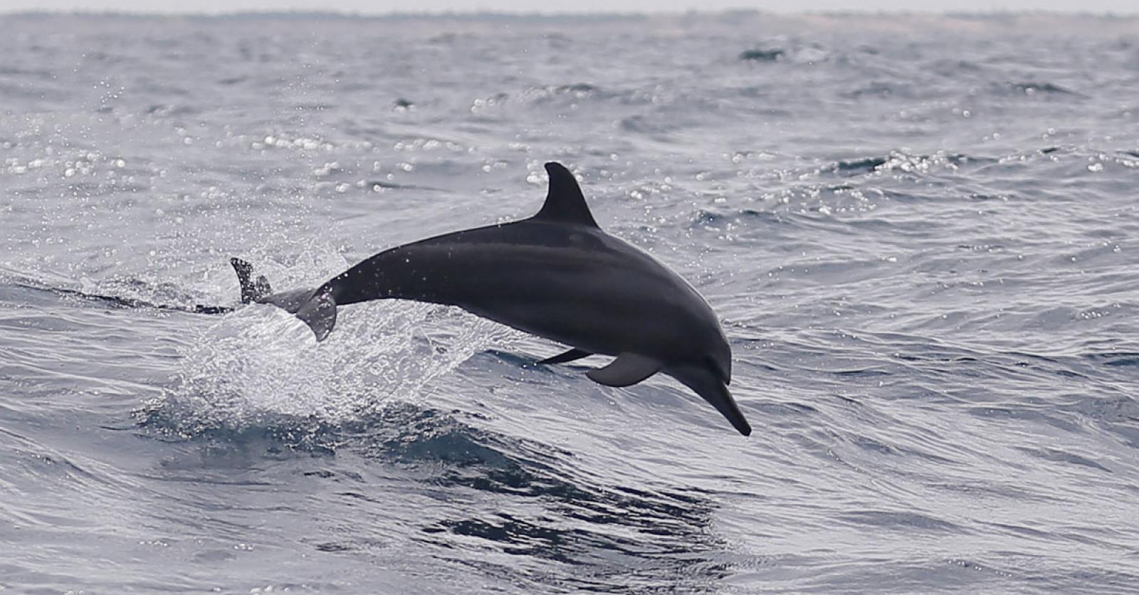 Dolfijnen 'verheffen hun stem' om boven geluidsvervuiling uit te komen