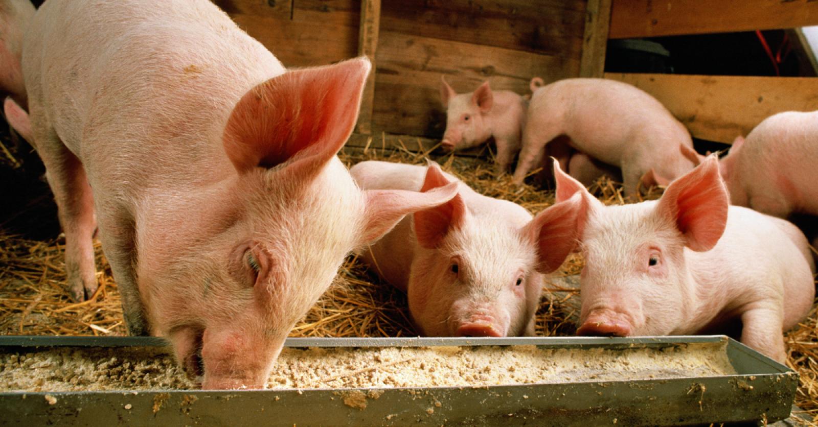 Waarom geen insecten als varkensvoer?