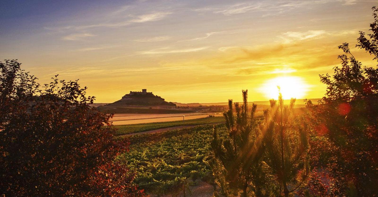 Geconcentreerd en krachtig: wijnen uit Ribera del Duero getest en ...