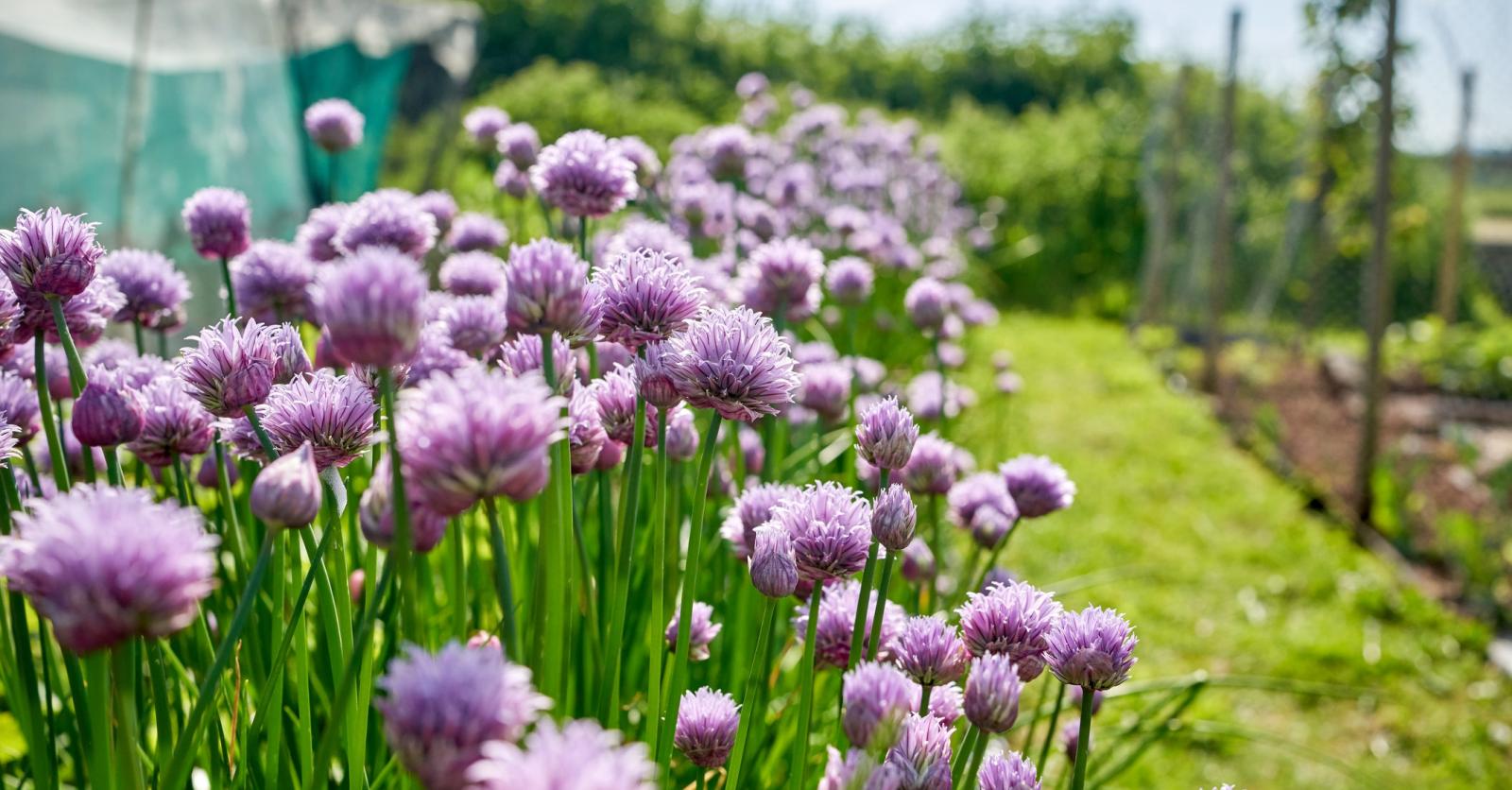 Bieslook in de tuin: makkelijk, mooi en lekker - Libelle