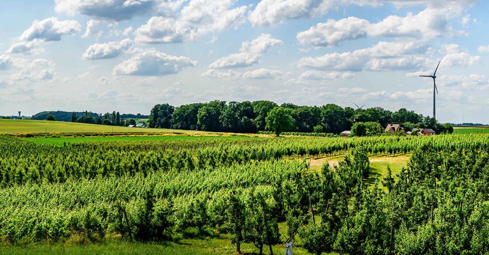 9 x Genieten in het Hageland: beleef de sprankelende wijnstreek