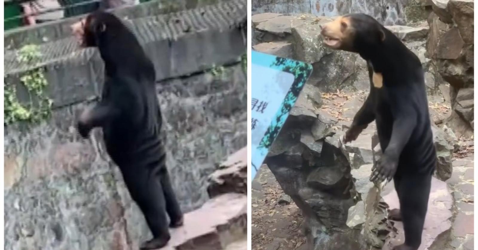 Ours ou humain dans un costume? Un zoo chinois obligé de démentir