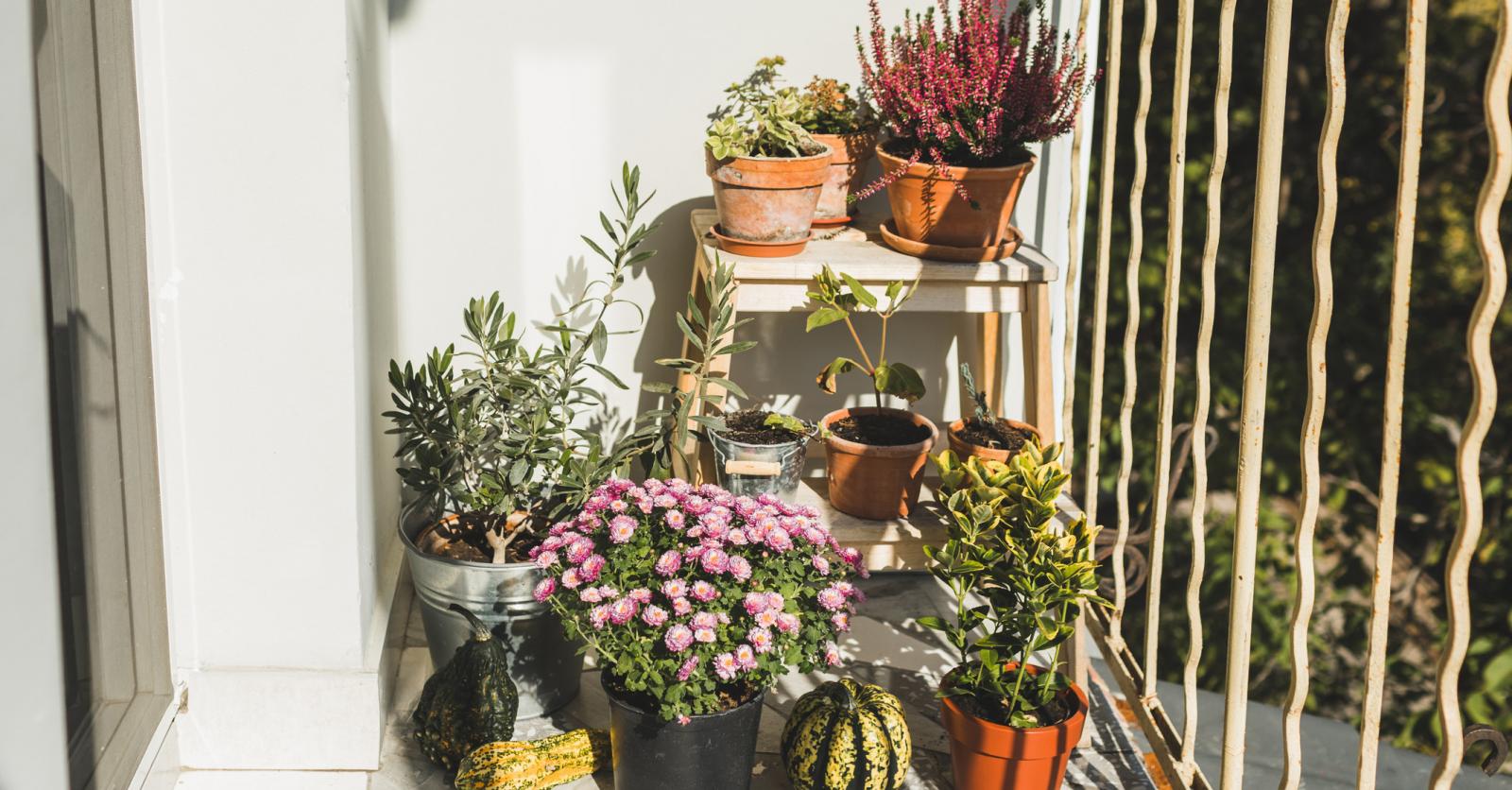 Planten in bakken en potten: 9 essentiële zaken - Libelle