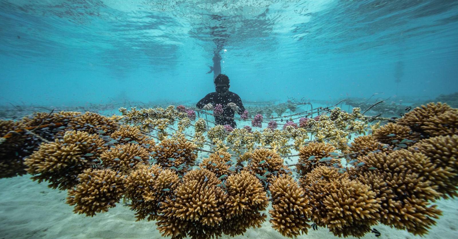 Coral Gardeners au secours des récifs coralliens