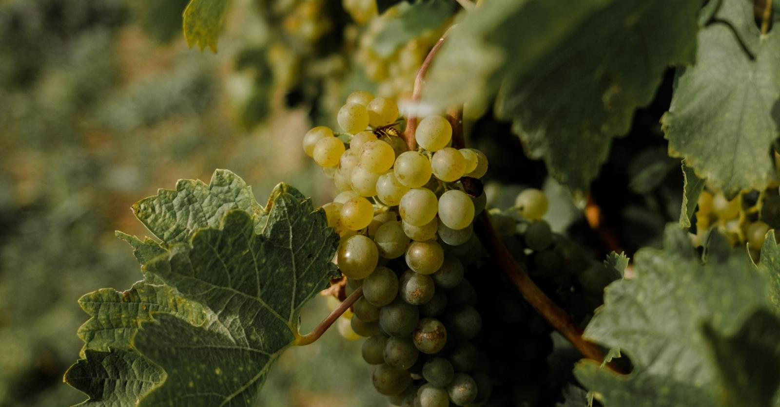 Des plantations viticoles diverses sur le même terrain: zoom sur la ...