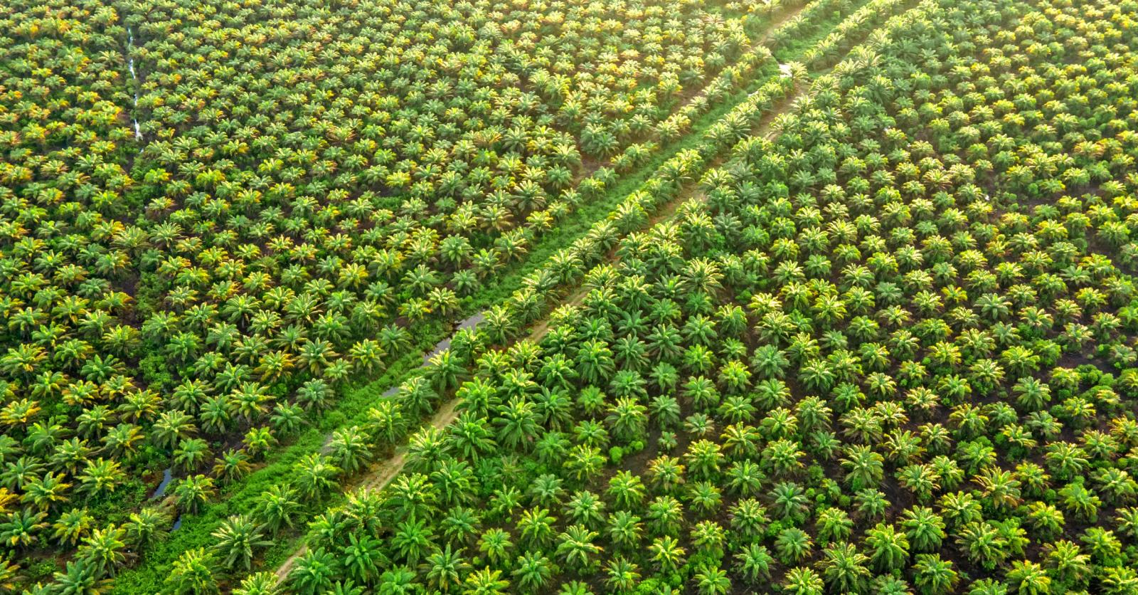 Anglo-Eastern Plantations : les progrès sont indéniables - Tendances