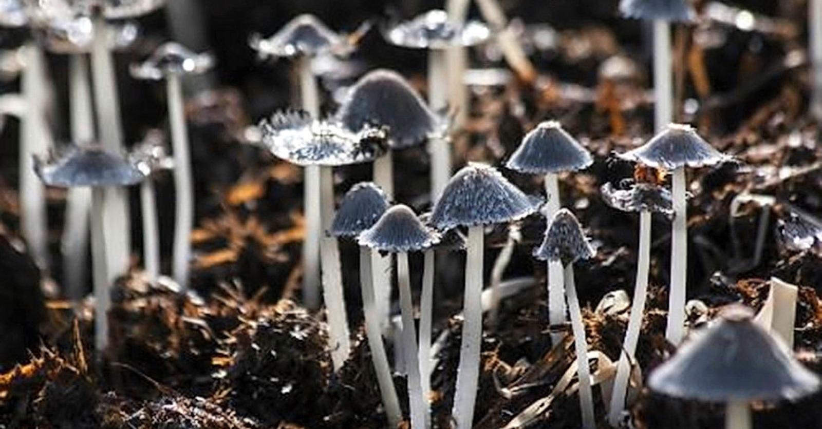 Deux millions d’euros pour les champignons de Novobiom