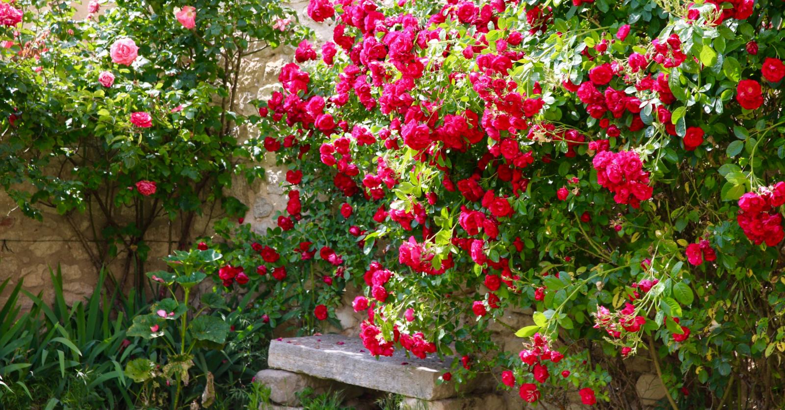 In de naam van de roos - Plus Magazine