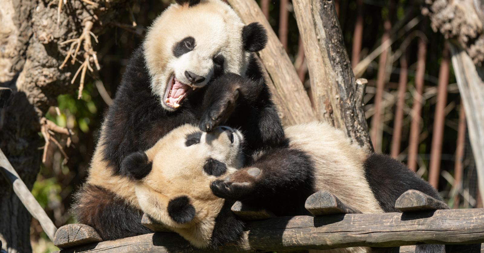 Plus que quelques jours pour voir les pandas nés en Belgique