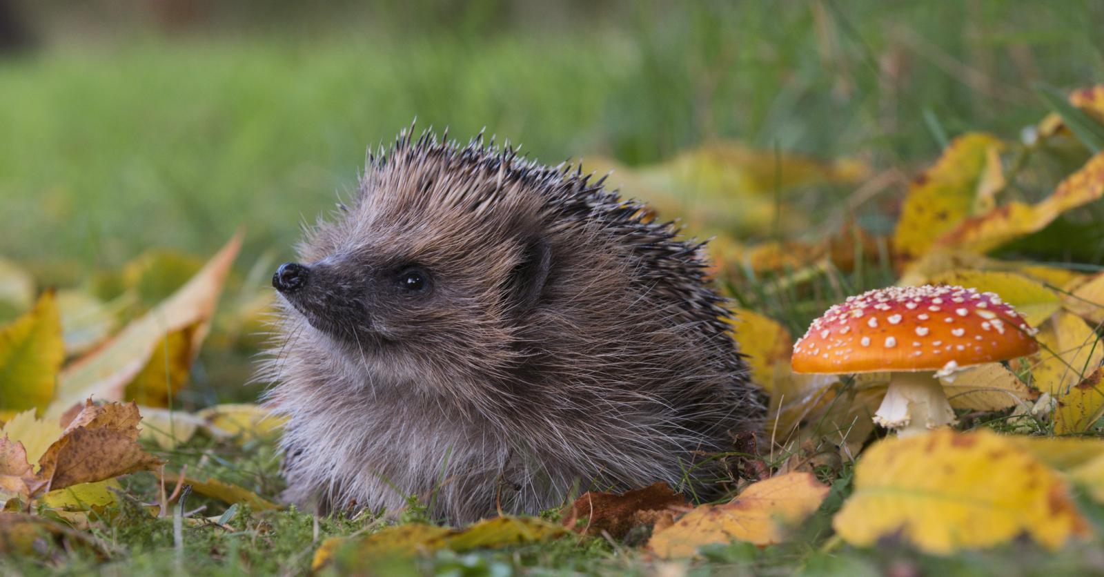 Geef een egel in je tuin een warm welkom