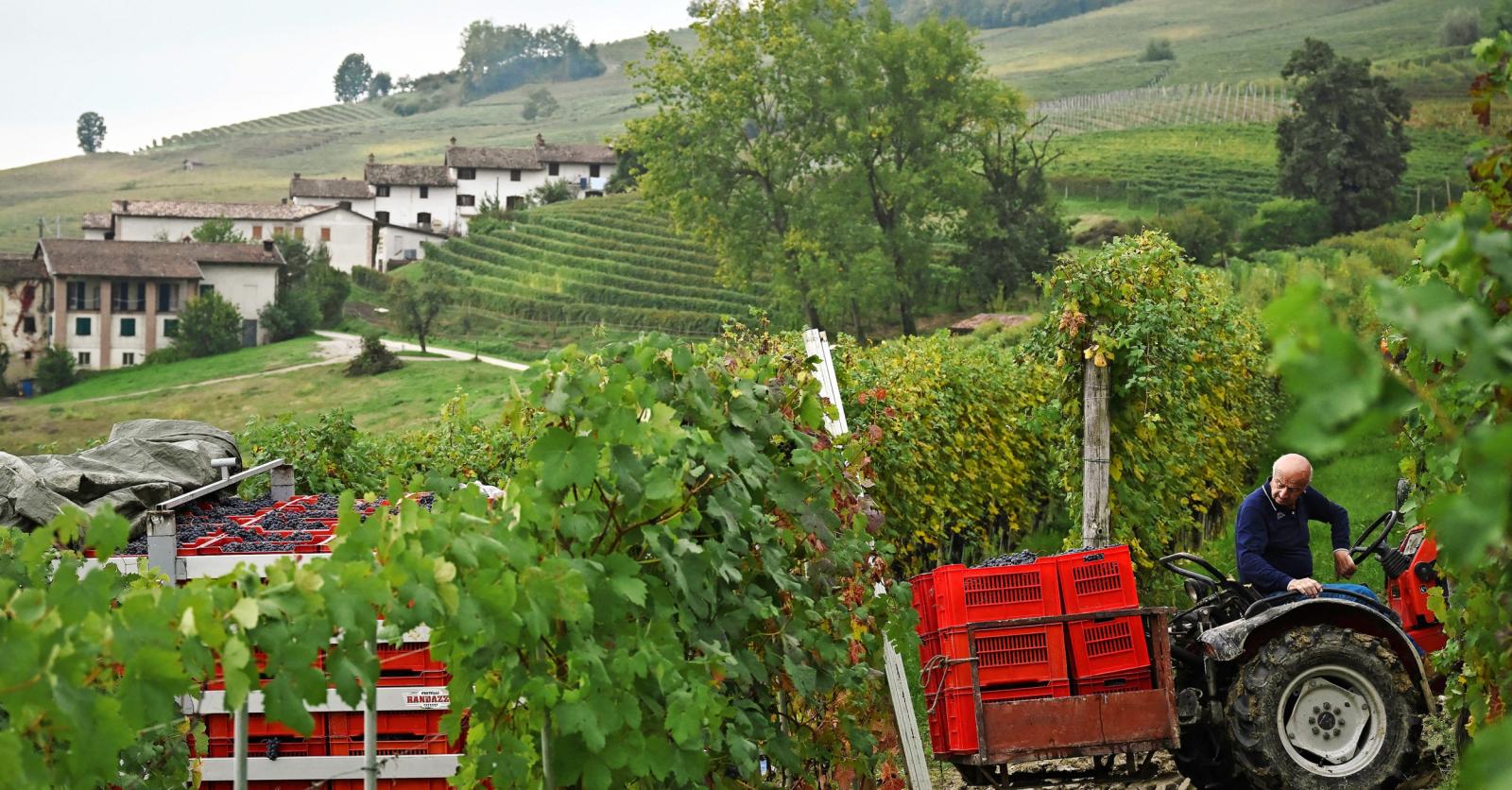 Deense wijn in Parijse restaurants: hoe klimaatverandering de Europese ...