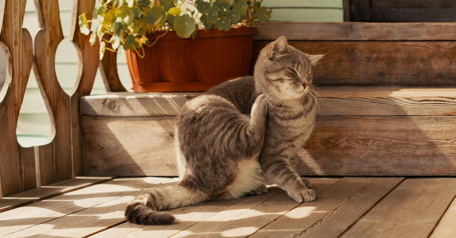 Vlooien bestrijden: zo kom je er het snelst van af - Libelle
