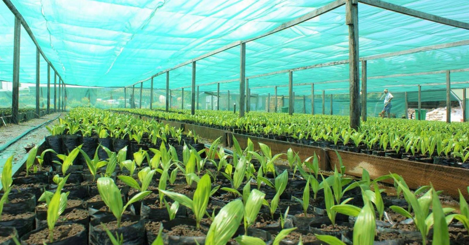 Sipef verwacht forse groei in 2025 - Trends