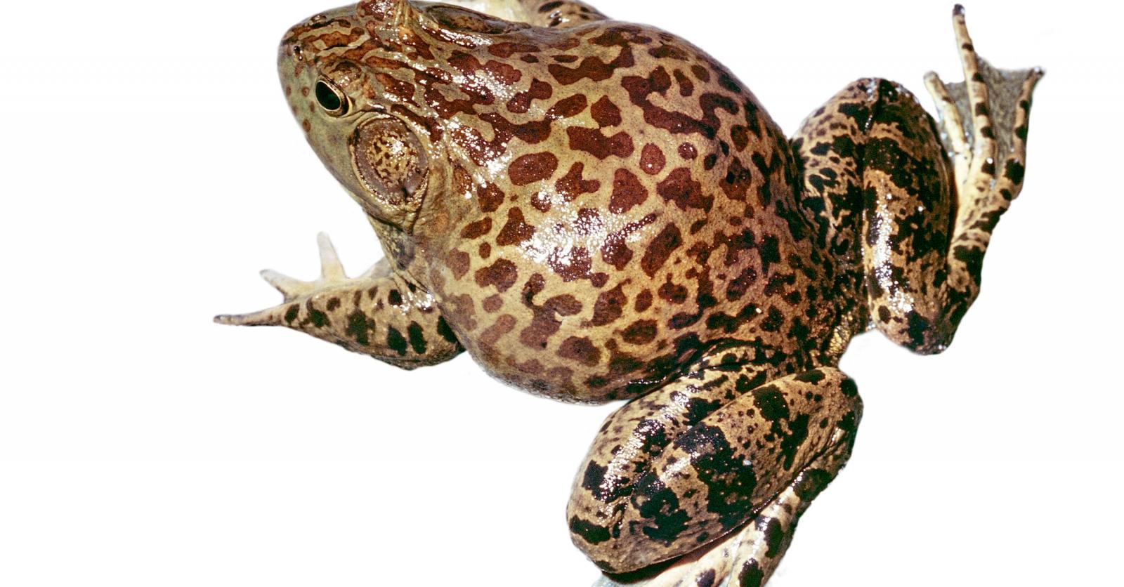 Dirk Draulans’ Beestenboel: de Amerikaanse stierkikker is een ...