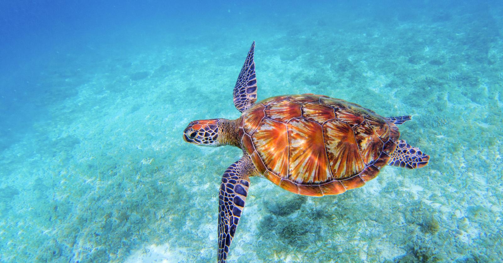 Elles en ont sous la carapace, ces tortues