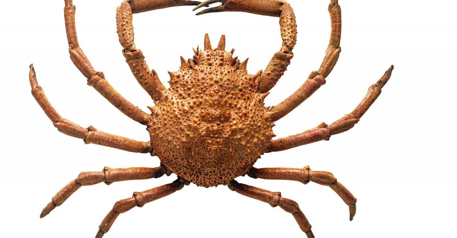 Grote spinkrabben kunnen zich als een leger over de zeebodem ...