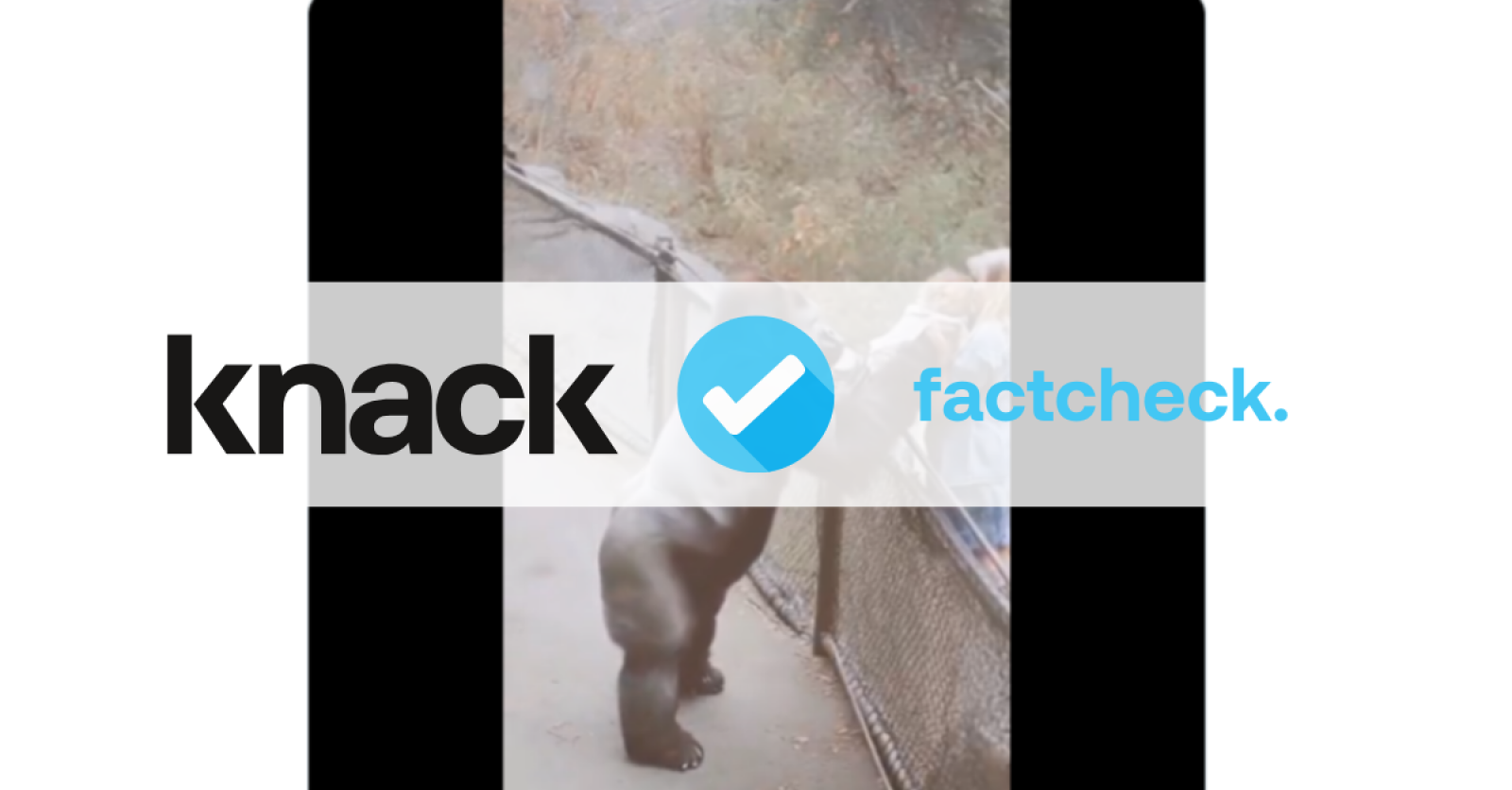 Factcheck: deze video van een gorilla met kind is gemaakt door AI