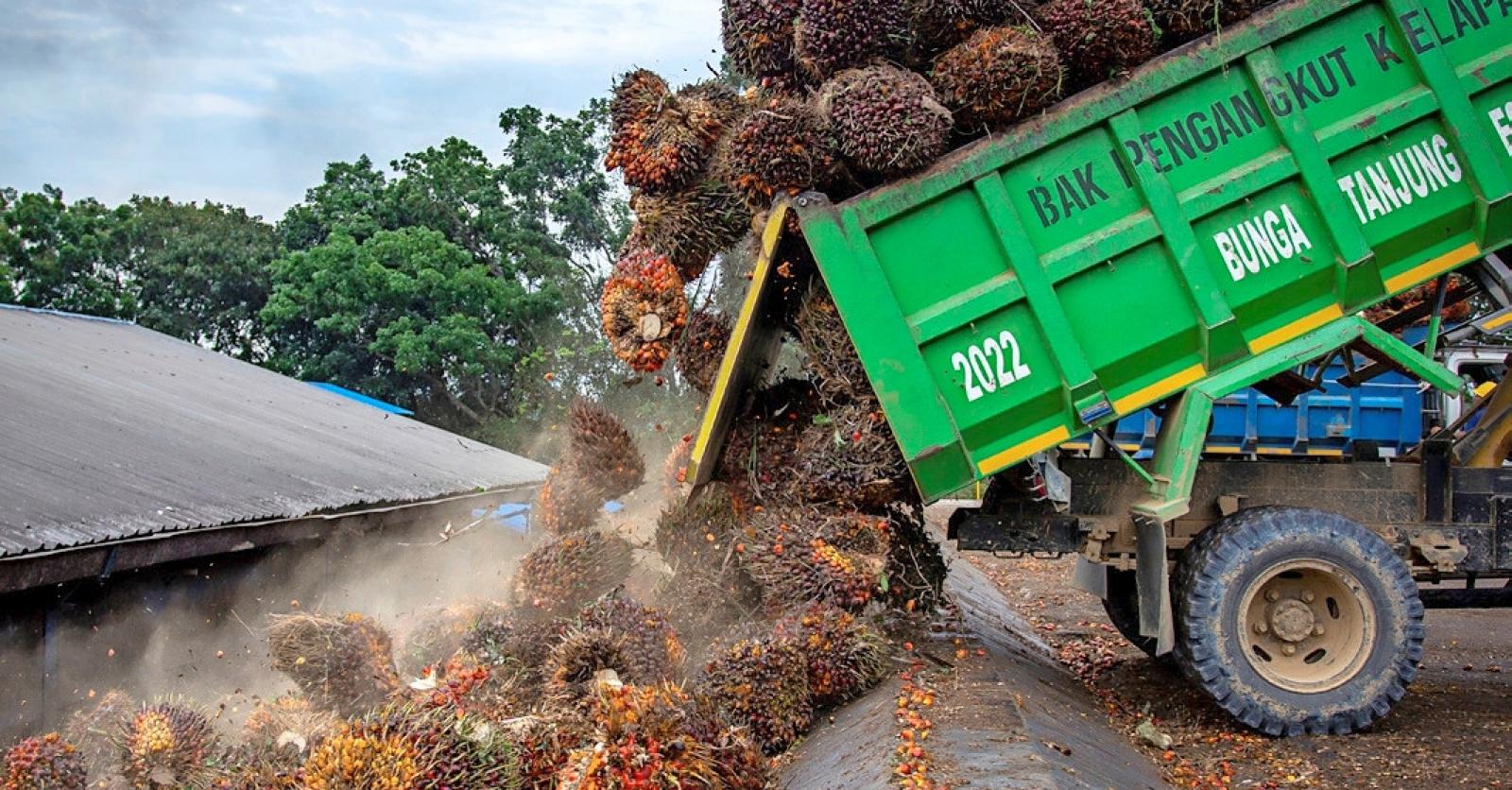 Sipef : nouveau cours record… et au-delà ? (Tendances)