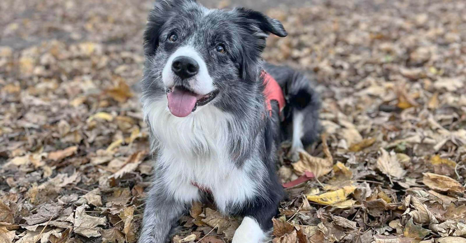 Zwaar onderkoelde man dankt leven aan Baco, de asielhond: “Hij bleef sleuren aan de leiband” - KW.be