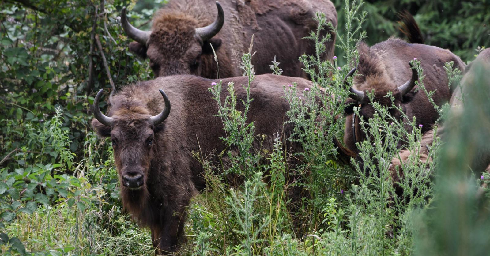 Le bison de retour en Flandre… Et bientôt en Wallonie? «Ce n’est pas ...