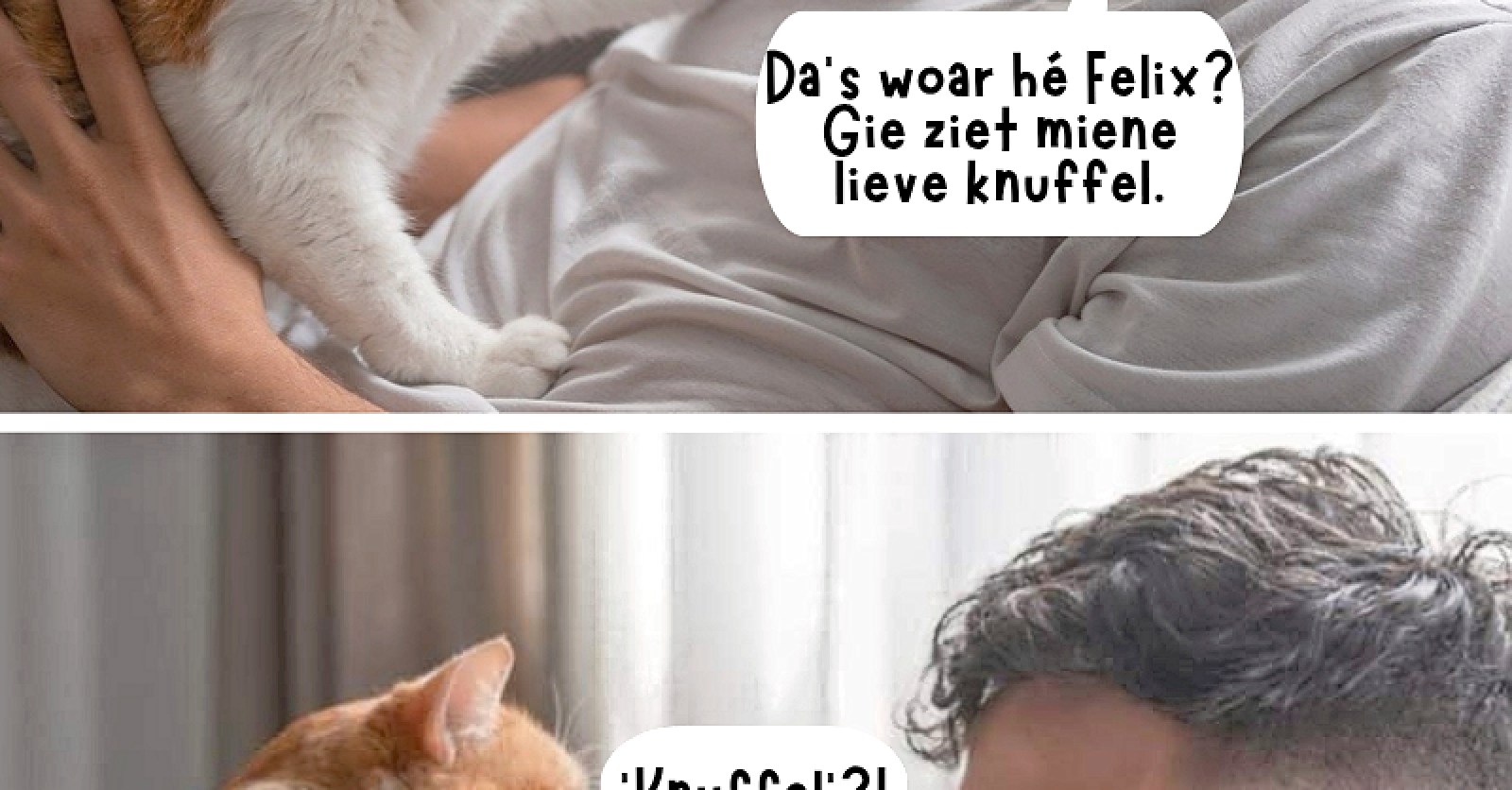 #iedereenwestvlaming: katten - KW.be