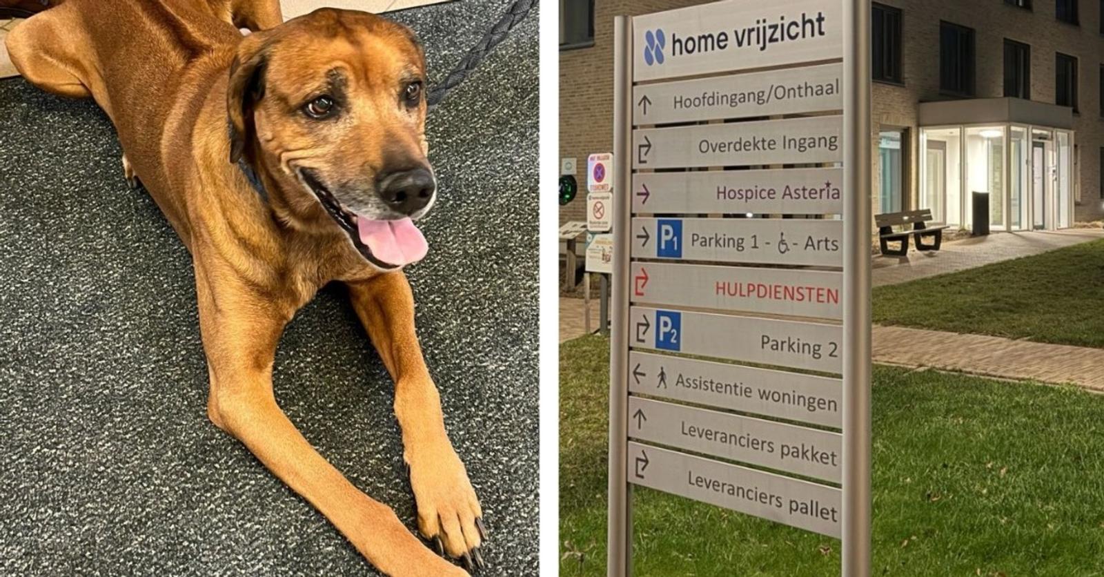 Weggelopen hond belandt in woonzorgcentrum: “Zeus moet nu naar het ...