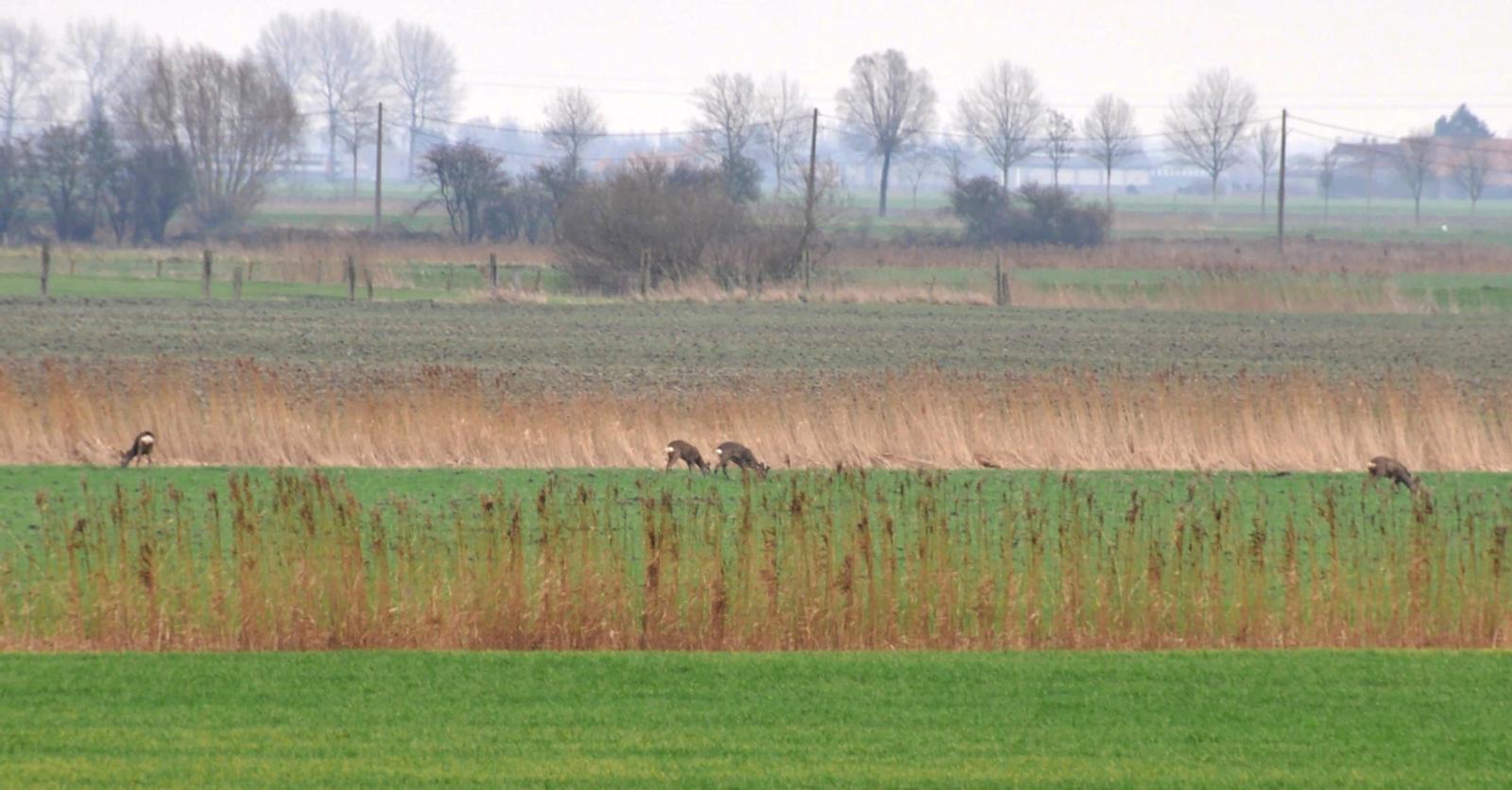 Opgepast voor reeën in Steenkerke - KW.be