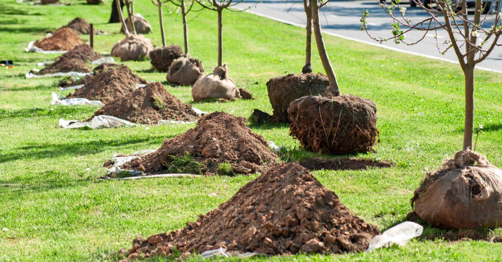 Een kritische blik op koolstofkredieten: wat is er mis met bomen planten?
