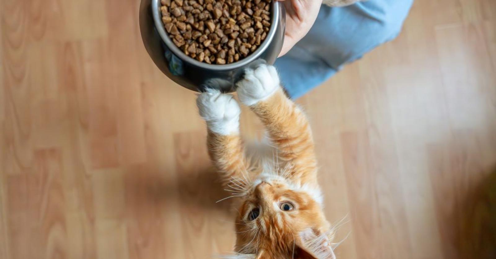 Hoe kies je de beste kattenbrokken?