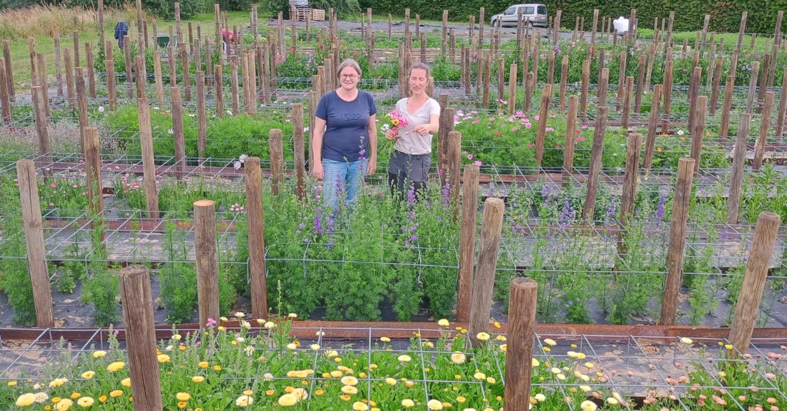 O’Bio opent biobloemenpluktuin in Wielsbeke: “Straks kan je bloemen ...