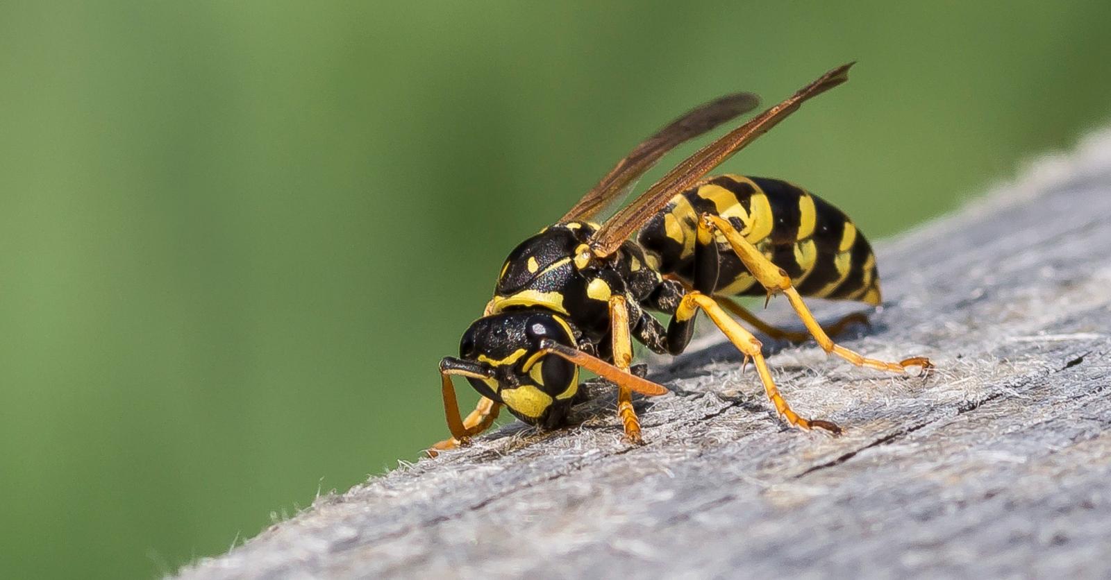 Wat moet je doen bij een wespensteek? - Libelle