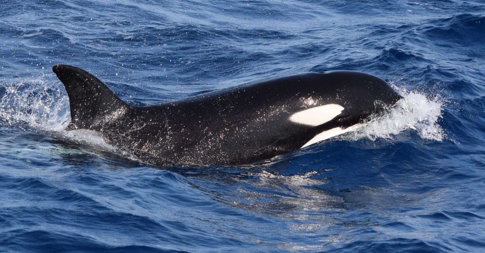 Waarom orka’s in Portugal zeilboten blijven lastigvallen. ‘Orka’s zijn ...