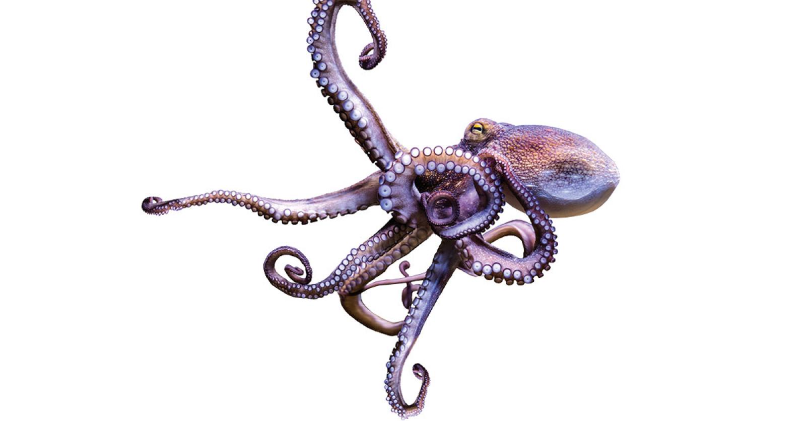 Dirk Draulans’ Beestenboel: hoe één van de acht armen van de octopus ...