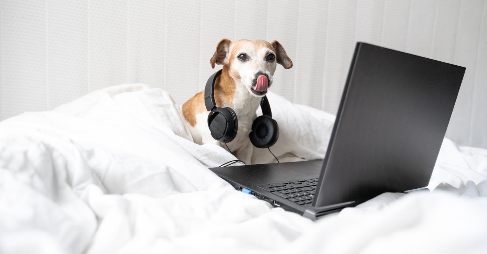 Pornhub sluit in twee Amerikaanse staten door verplichte leeftijdscontrole