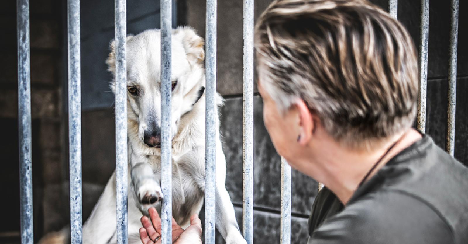 Dierenasielen overvol: 'In België is het nog veel te makkelijk om een hond te kopen'
